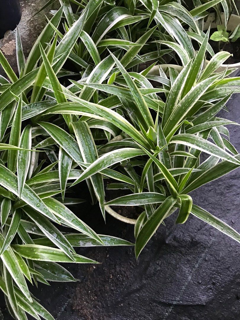Pokok spider plant (real plant), Furniture & Home Living, Gardening ...