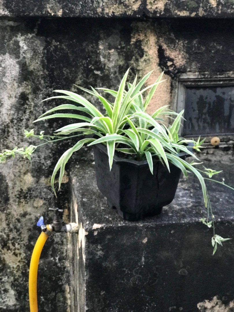 Pokok spider plant (real plant), Furniture & Home Living, Gardening ...