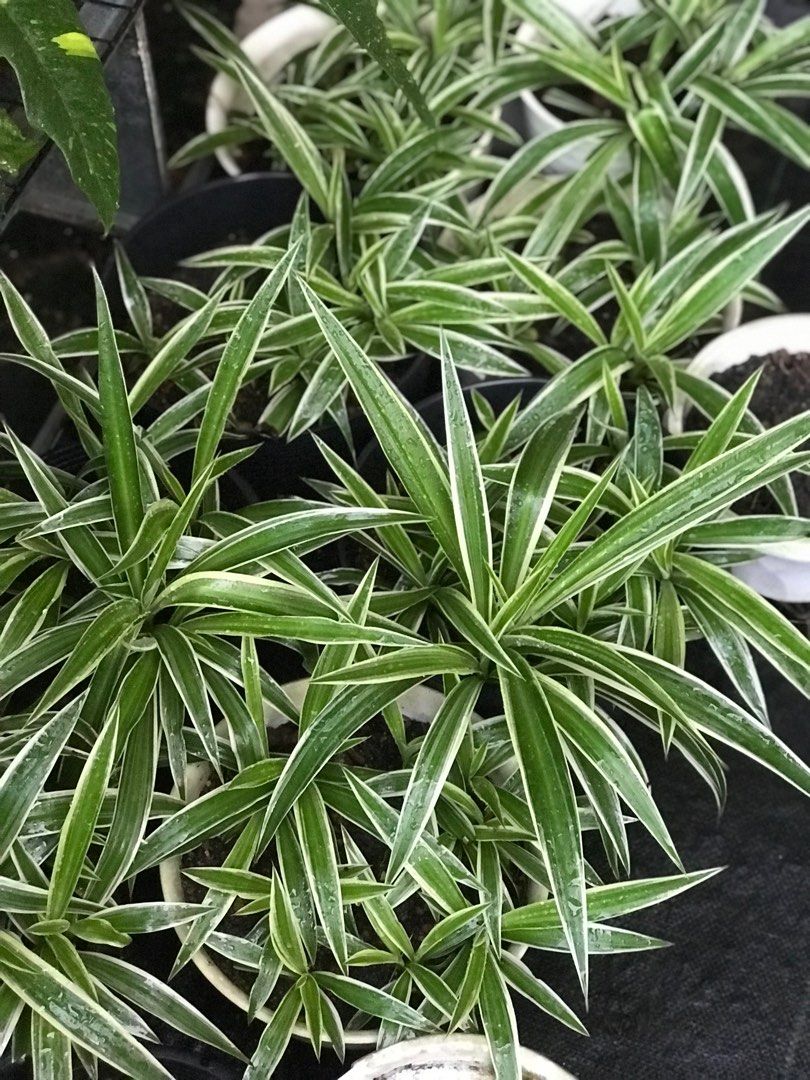 Pokok spider plant (real plant), Furniture & Home Living, Gardening ...