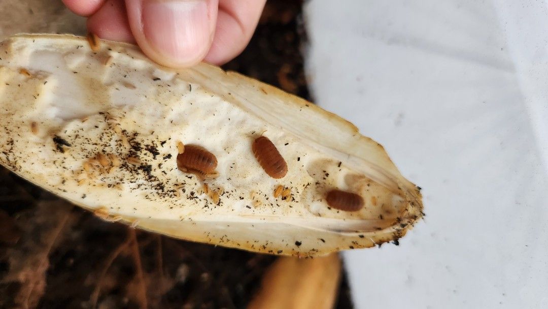 Cubaris Mandarin isopod, Pet Supplies, Homes & Other Pet Accessories on ...