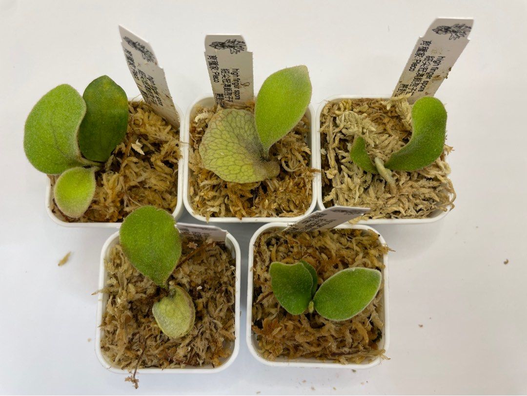 high finger spore 細尖冠澳銀孢子苗, 傢俬＆家居, 園藝, 植物及種子 - Carousell