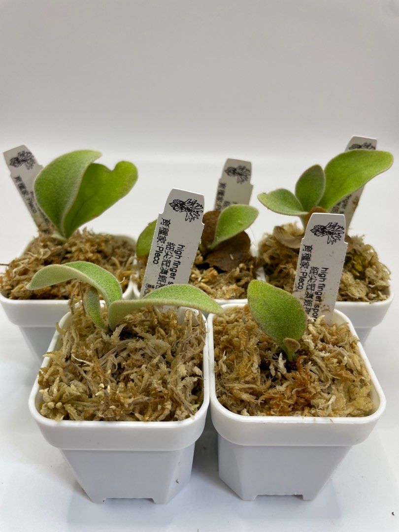 high finger spore 細尖冠澳銀孢子苗, 傢俬＆家居, 園藝, 植物及種子 - Carousell