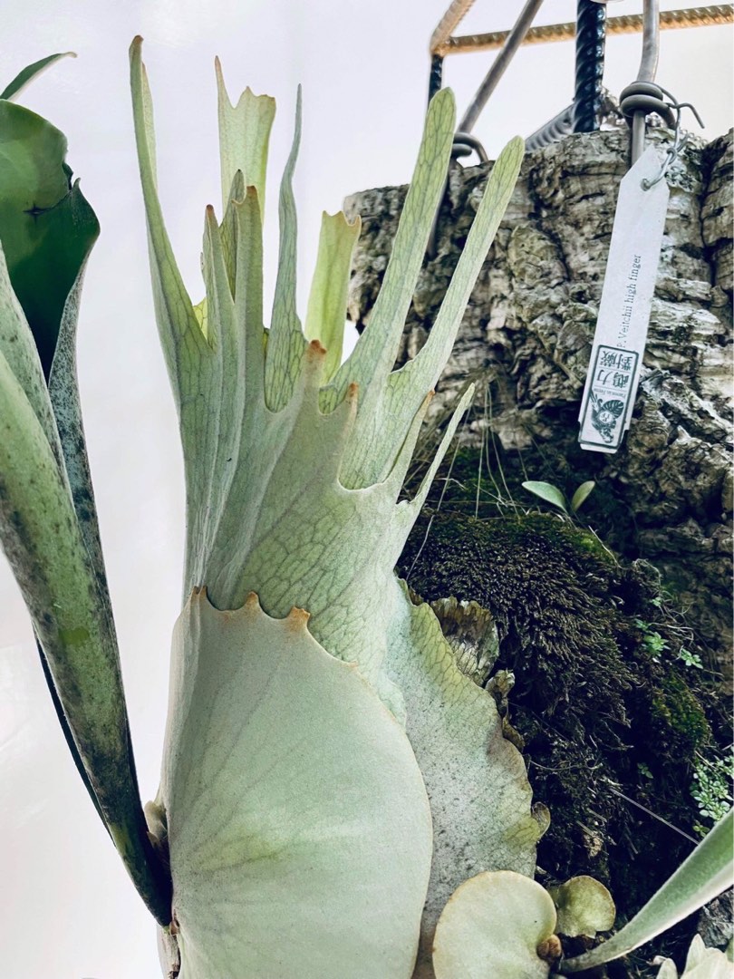high finger spore 細尖冠澳銀孢子苗, 傢俬＆家居, 園藝, 植物及種子 - Carousell