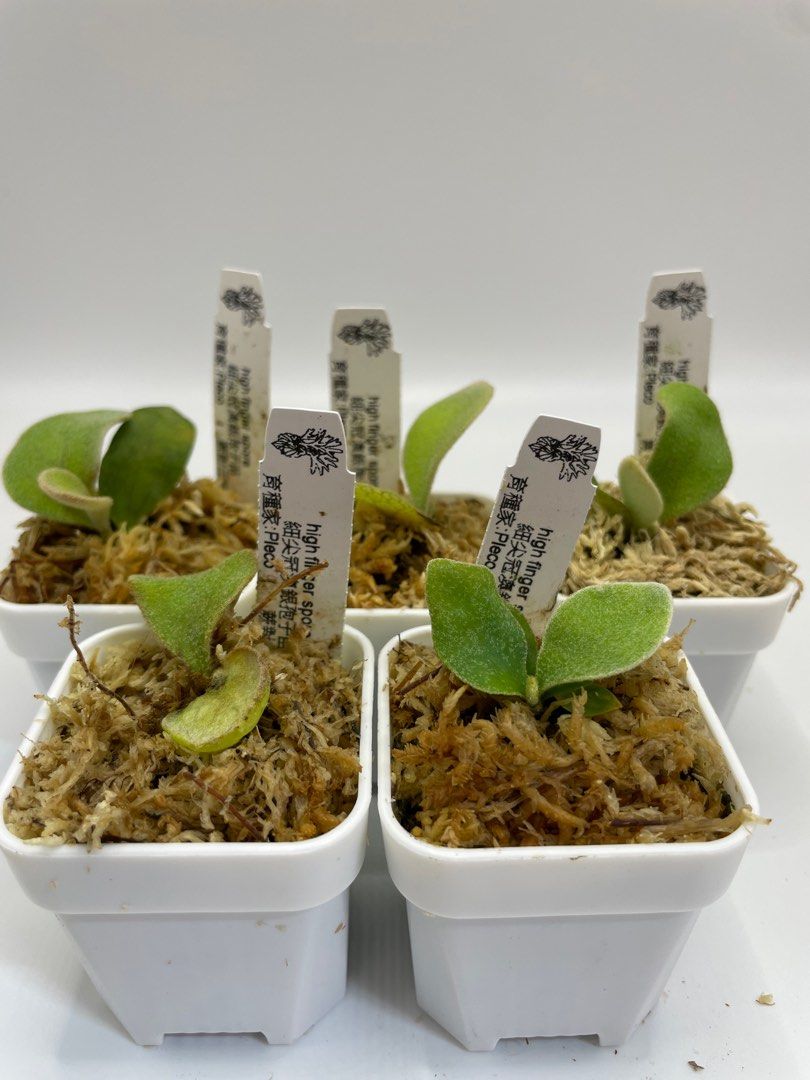 high finger spore 細尖冠澳銀孢子苗, 傢俬＆家居, 園藝, 植物及種子 - Carousell