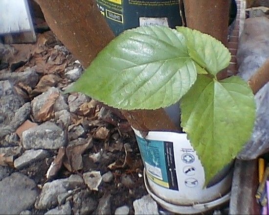 Rare Panasonic SV-AV20 Handycam, Photography, Cameras on Carousell