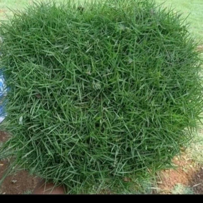 Rumput Jepang / Pumput Peking ukuran 1 meter, Perkebunan di Carousell