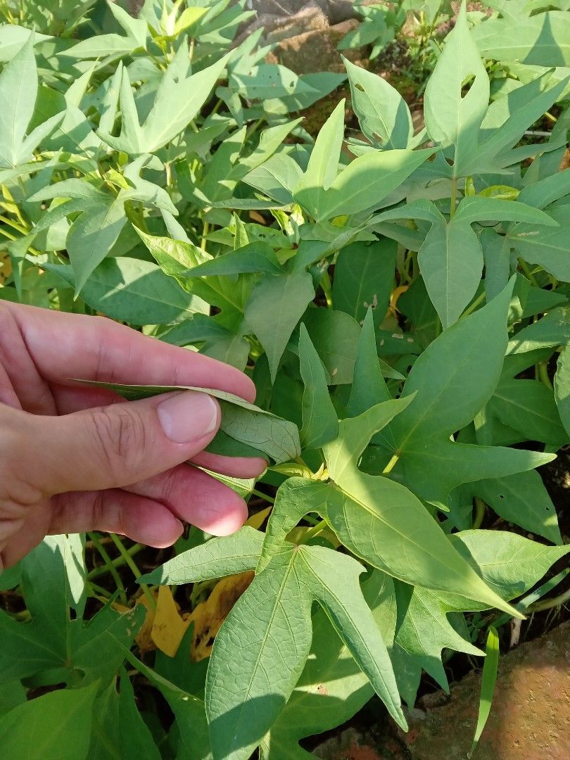 Ubi keledek daun vegetable, Food & Drinks, Fresh Produce on Carousell