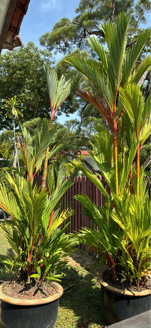 RED PALMS, Furniture & Home Living, Gardening, Plants & Seeds on Carousell