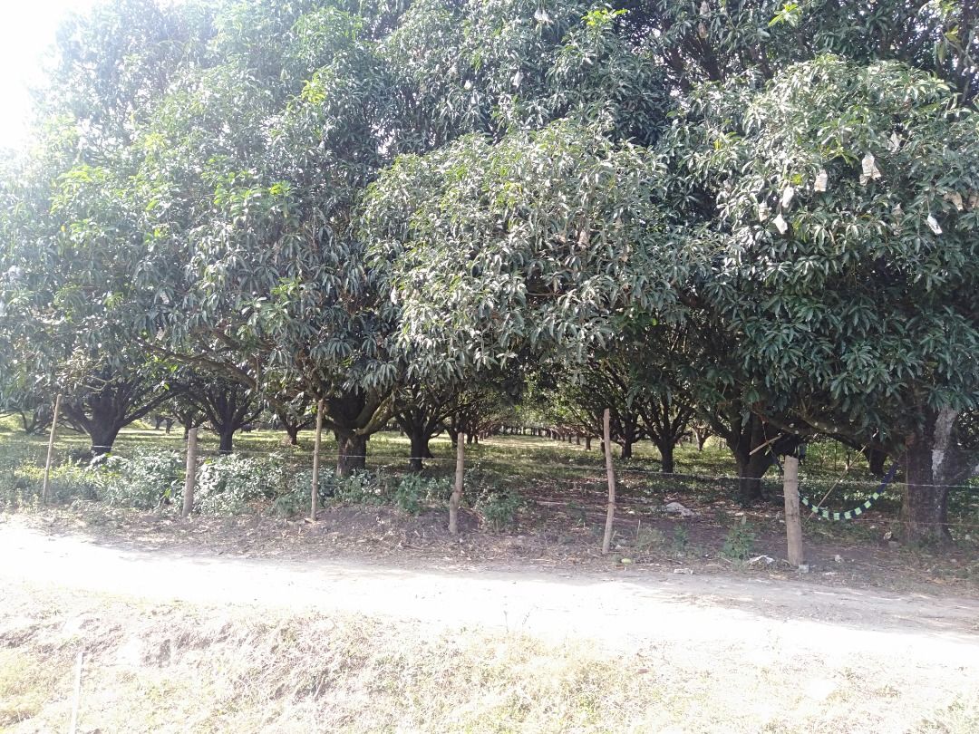 Mango Orchard Farm, Property, For Sale, Lot on Carousell