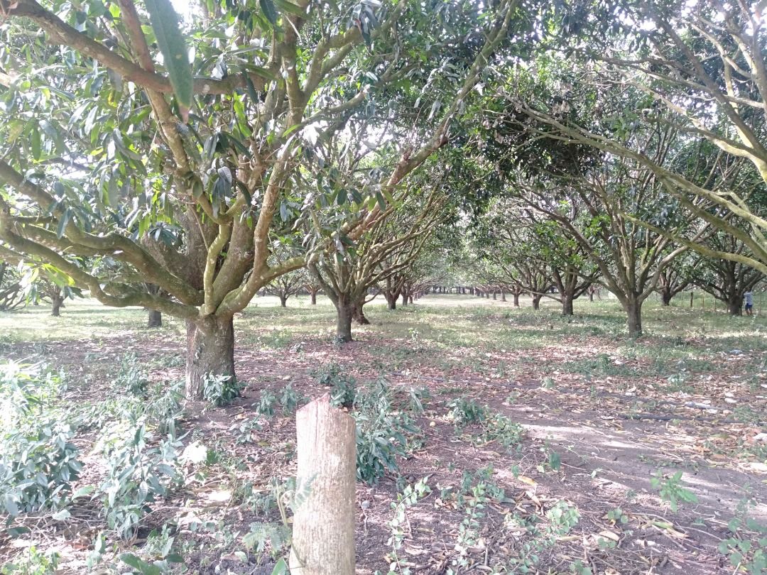 Mango Orchard Farm, Property, For Sale, Lot on Carousell