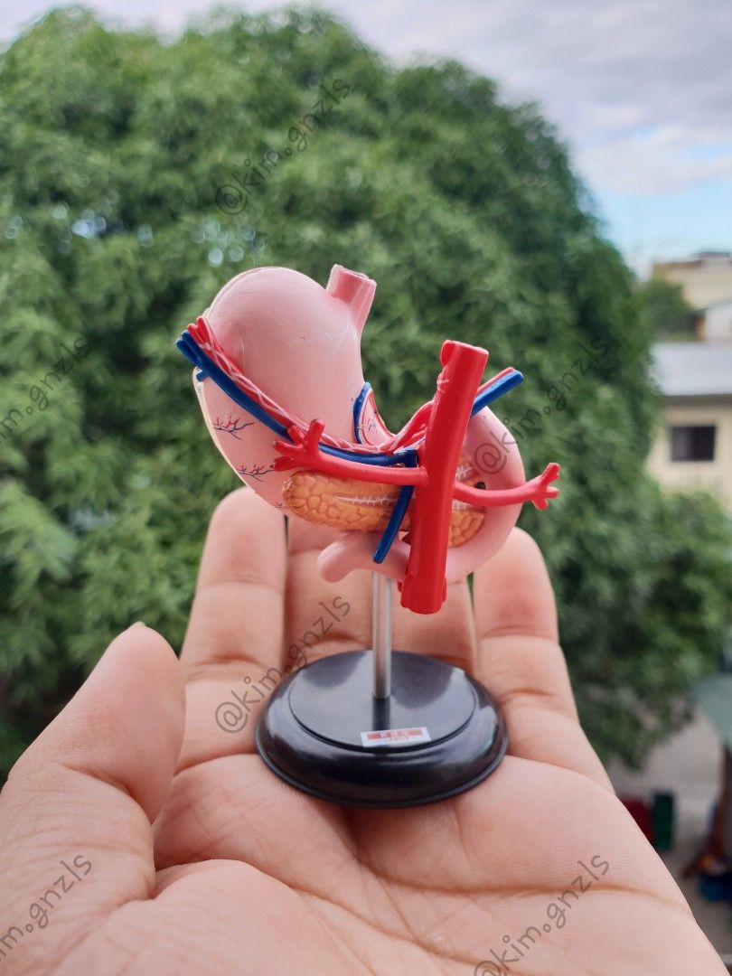 Stomach Human Anatomy Model Kit (Part I), Hobbies & Toys, Toys & Games ...