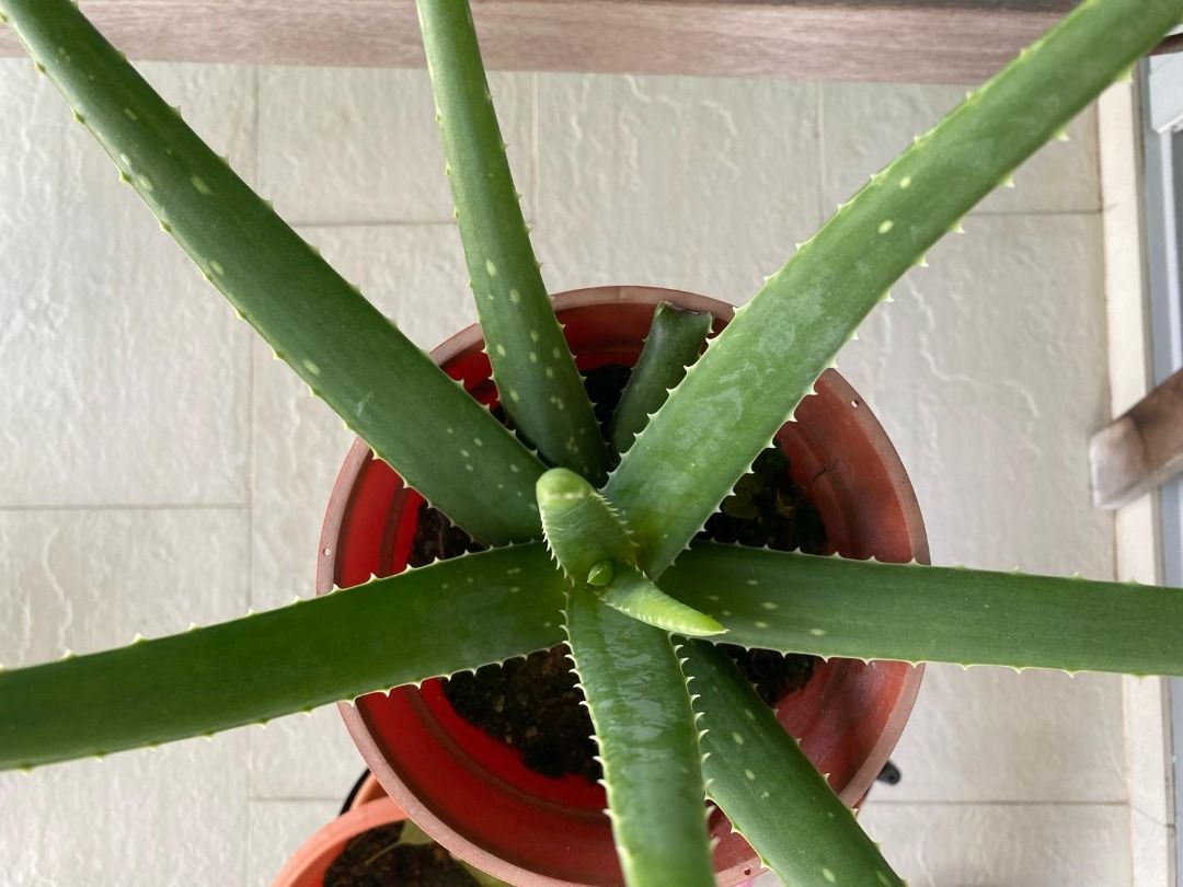 many sets of Aloe Vera plants to sell, Furniture & Home Living ...