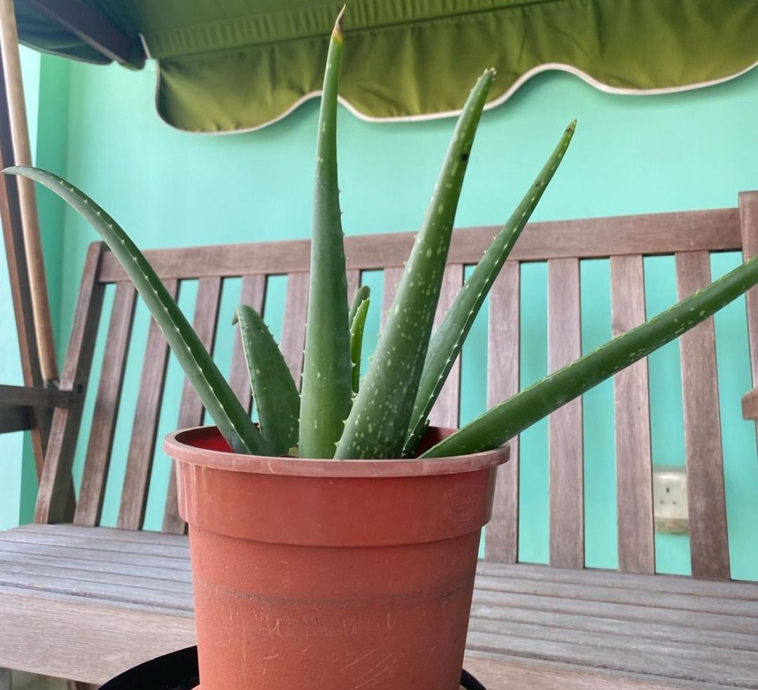 many sets of Aloe Vera plants to sell, Furniture & Home Living ...