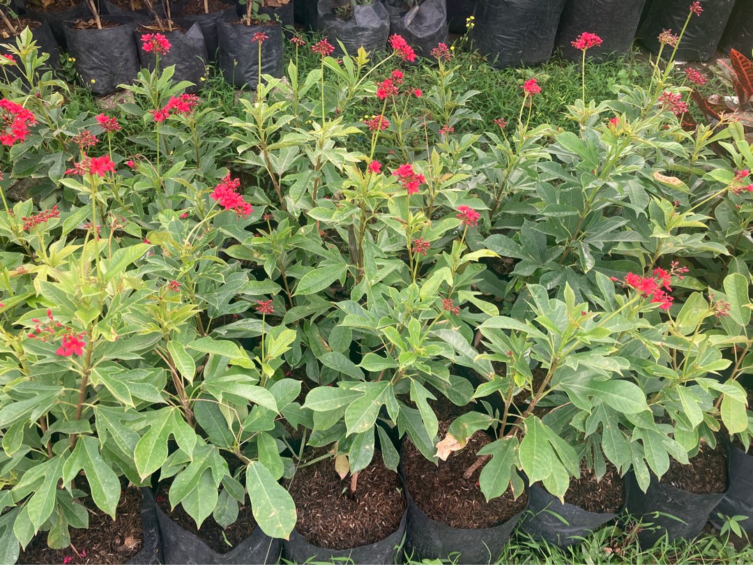 Shanghai plants, Furniture & Home Living, Gardening, Plants & Seeds on ...