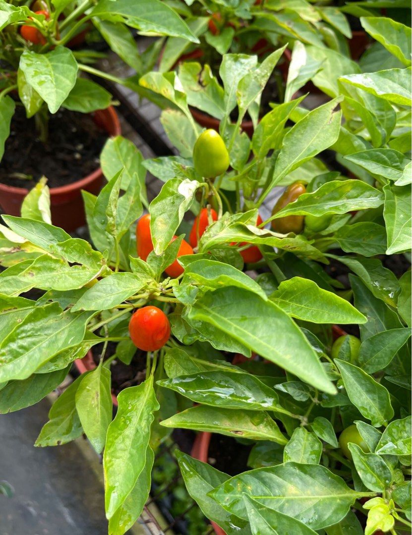 Chili round fat shape 2 pots 圆胖辣椒树real live plant free organic ...