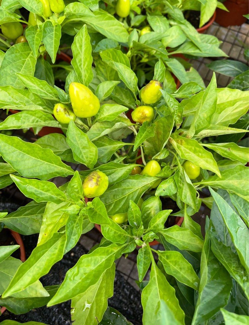 Chili round fat shape 2 pots 圆胖辣椒树real live plant free organic ...