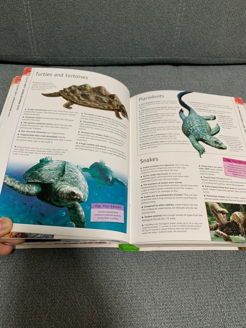 6000 Awesome facts book, Hobbies & Toys, Books & Magazines, Children's ...