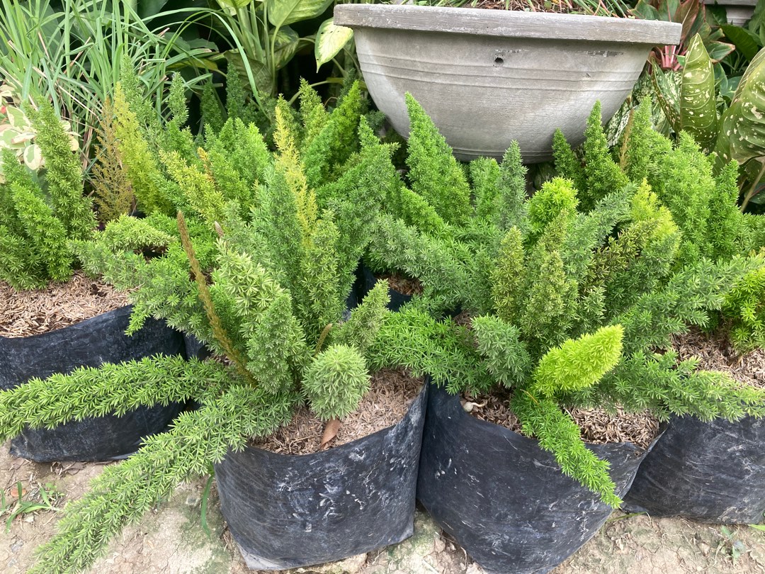 Original Foxtail plants, Furniture & Home Living, Gardening, Plants ...