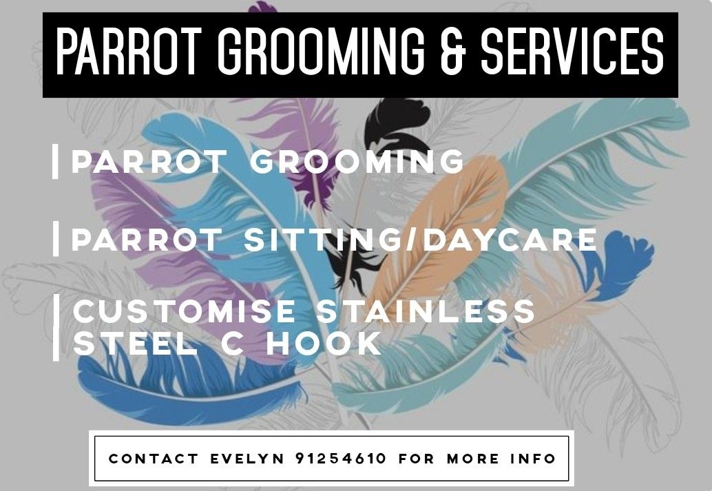 Parrot Boarding, Pet Supplies, Homes & Other Pet Accessories on Carousell