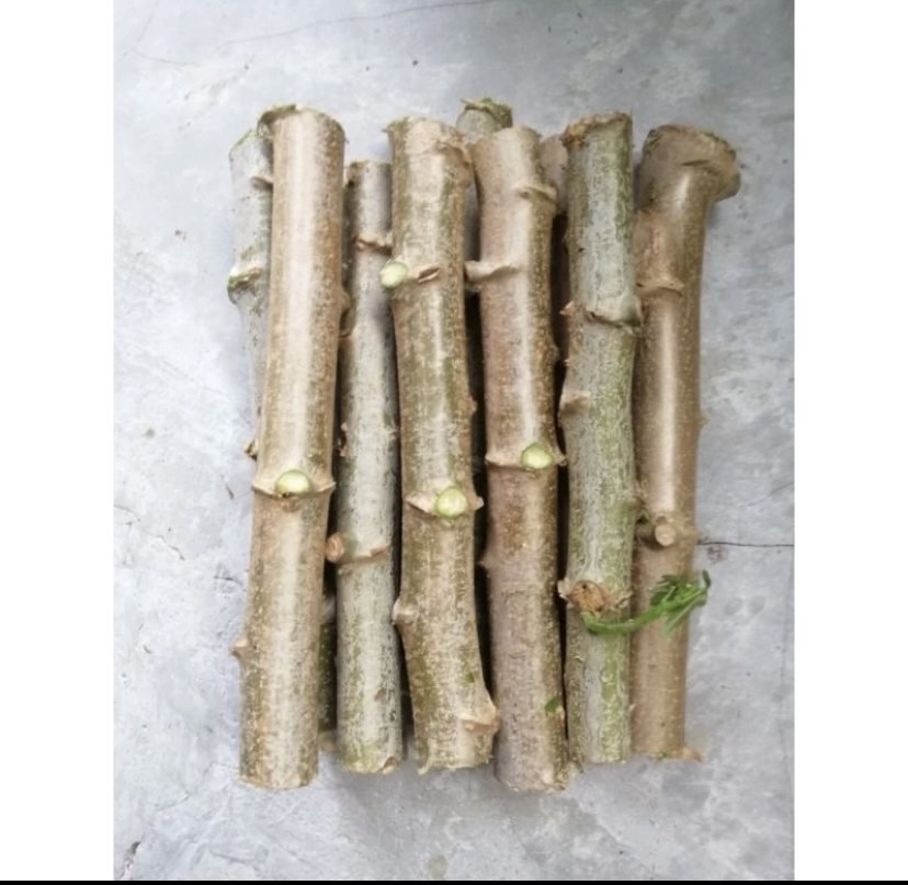 Batang ubi kayu Indonesia, Furniture & Home Living, Gardening, Plants ...