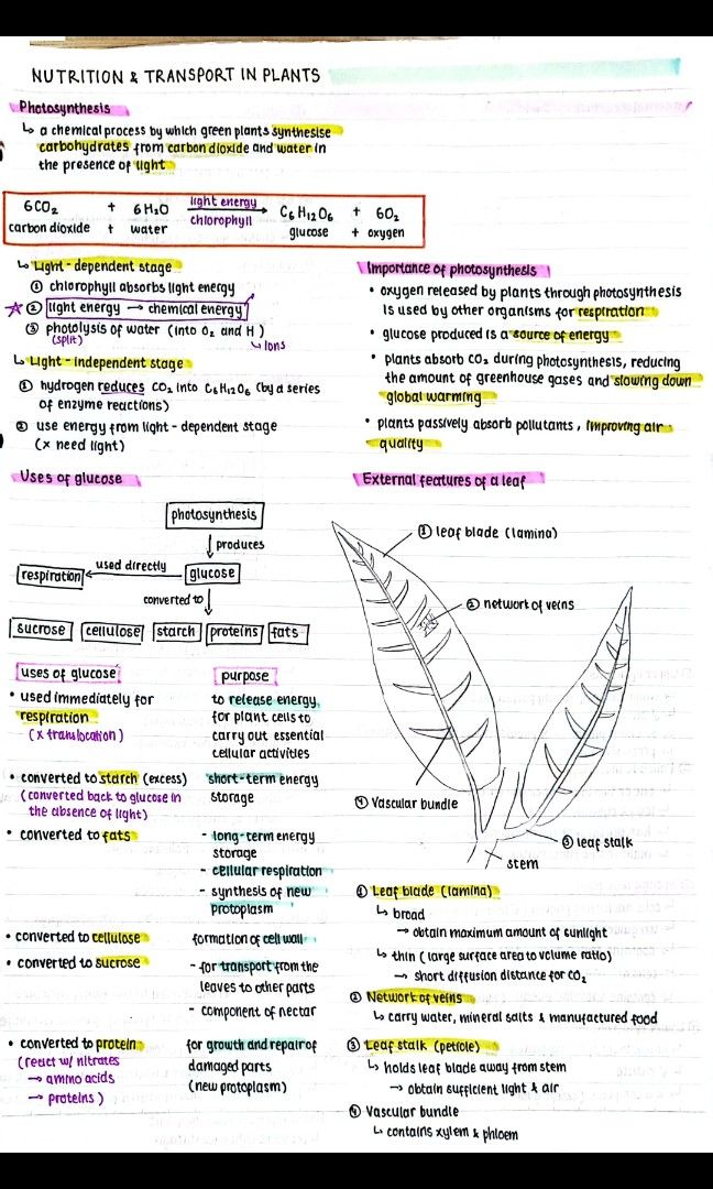 [DIGITAL] SEC 3 PURE CHEMISTRY/BIOLOGY/PHYSICS NOTES, Hobbies & Toys ...