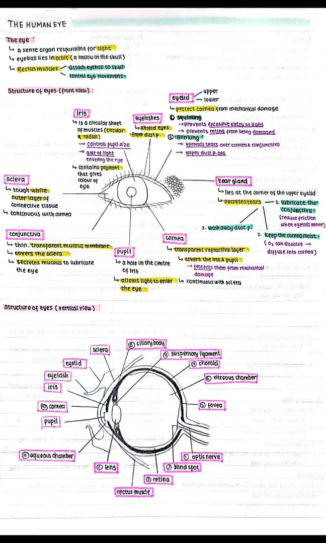 [DIGITAL] SEC 3 PURE CHEMISTRY/BIOLOGY/PHYSICS NOTES, Hobbies & Toys ...