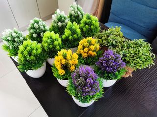 Tagbak stem plant medicinal plant stem for arthritis for sale from ...