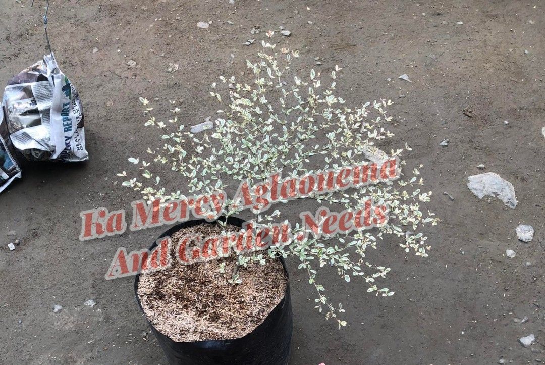 Variegated african talisay, Furniture & Home Living, Gardening, Plants ...