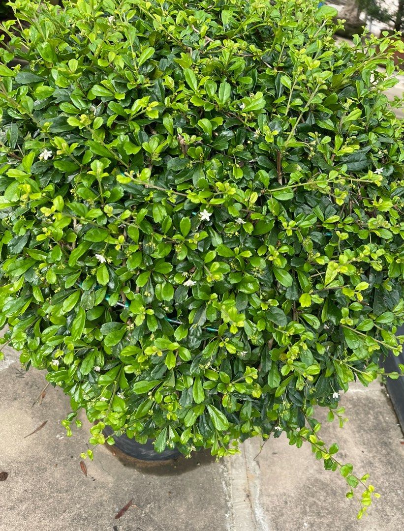 Carmona full ball round shape 50cm width 1meter height plant free ...