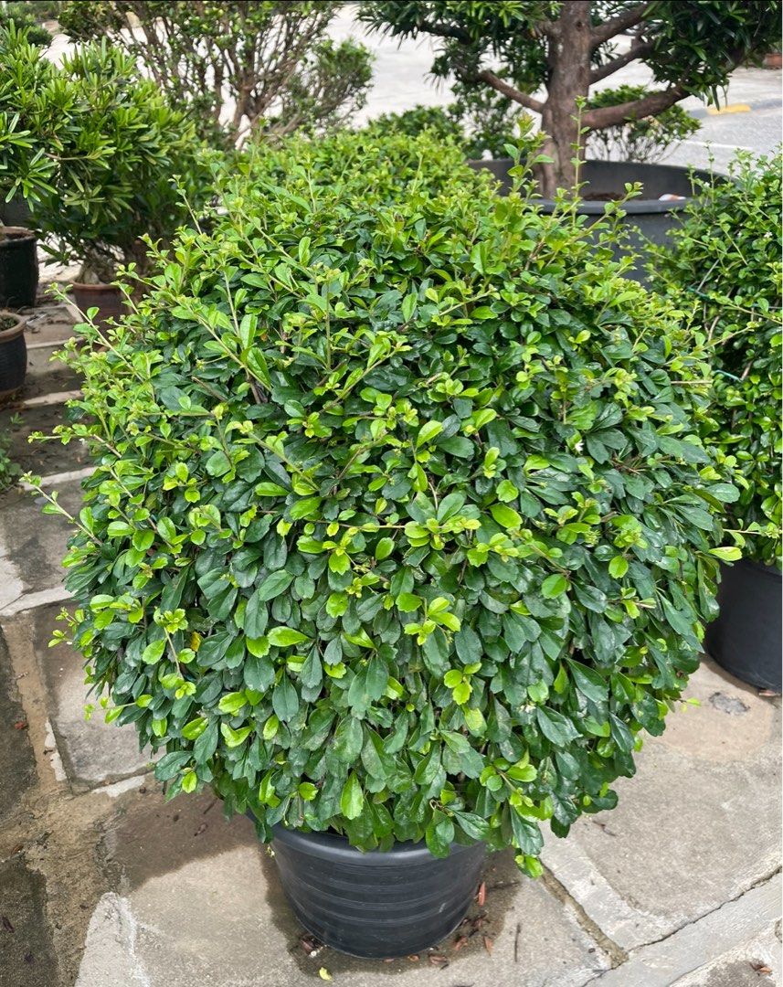 Carmona full ball round shape 50cm width 1meter height plant free ...