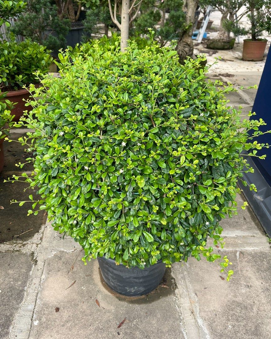 Carmona full ball round shape 50cm width 1meter height plant free ...