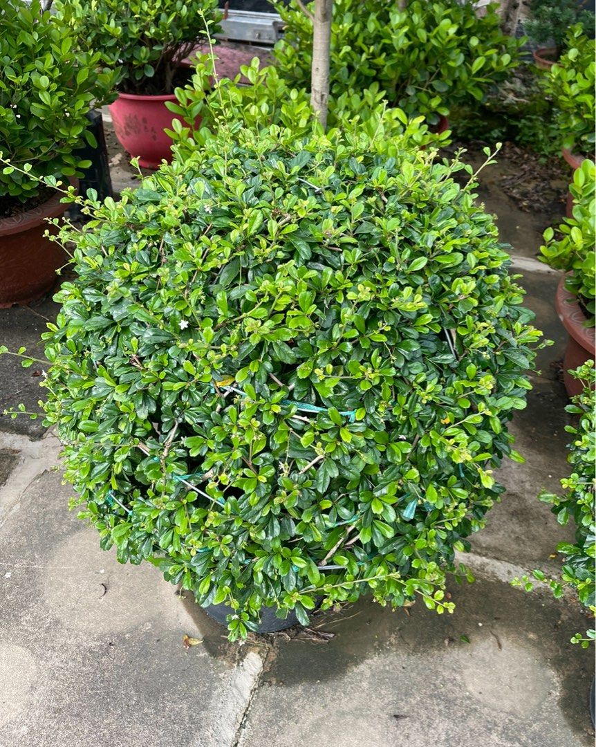 Carmona full ball round shape 50cm width 1meter height plant free ...