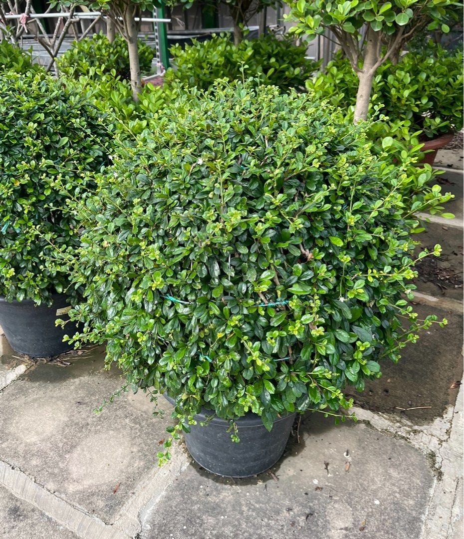 Carmona full ball round shape 50cm width 1meter height plant free ...