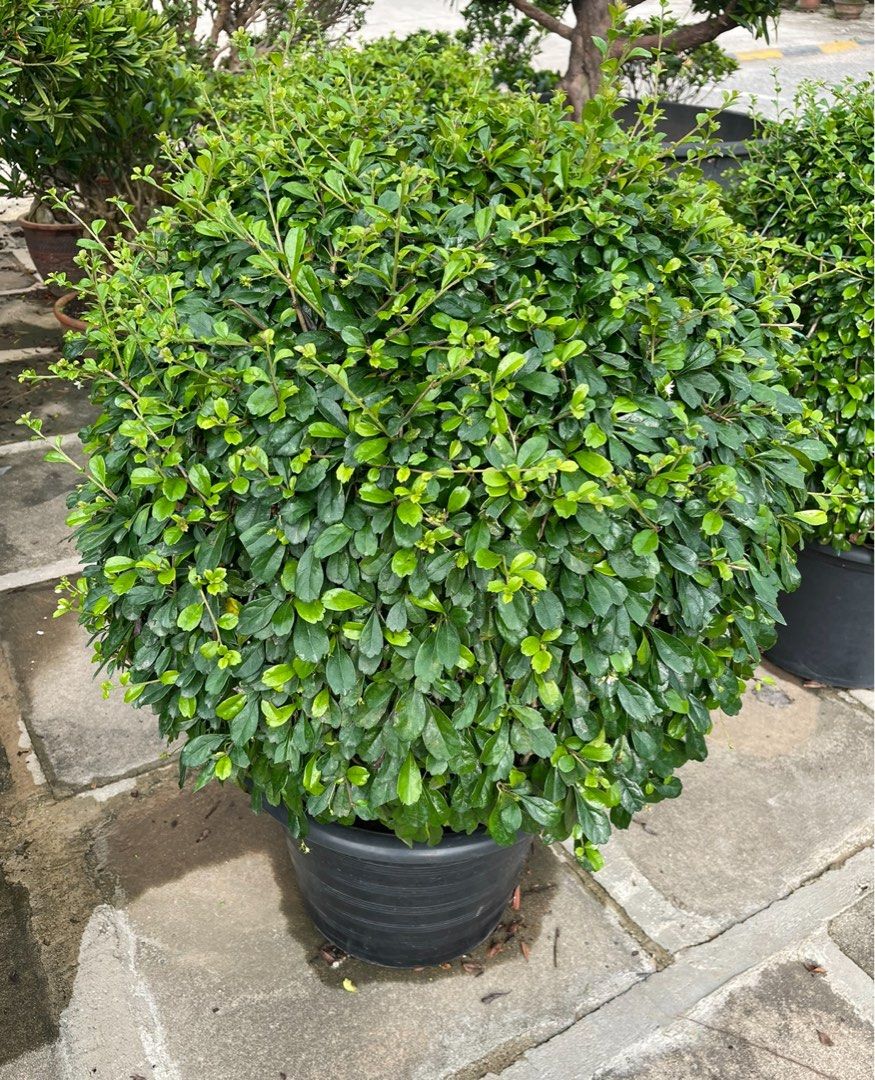 Carmona full ball round shape 50cm width 1meter height plant free ...