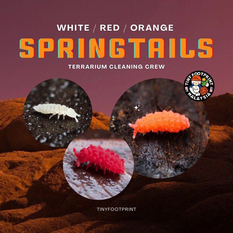 Red Springtails / Orange springtails / White springtails, Pet Supplies ...