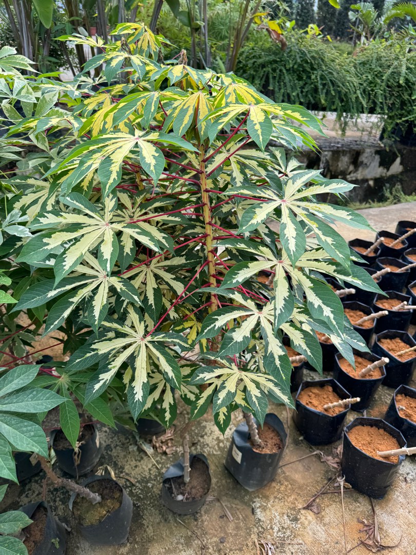 Tapioca special species yellow mix green leaf plant 1.2meter height ...