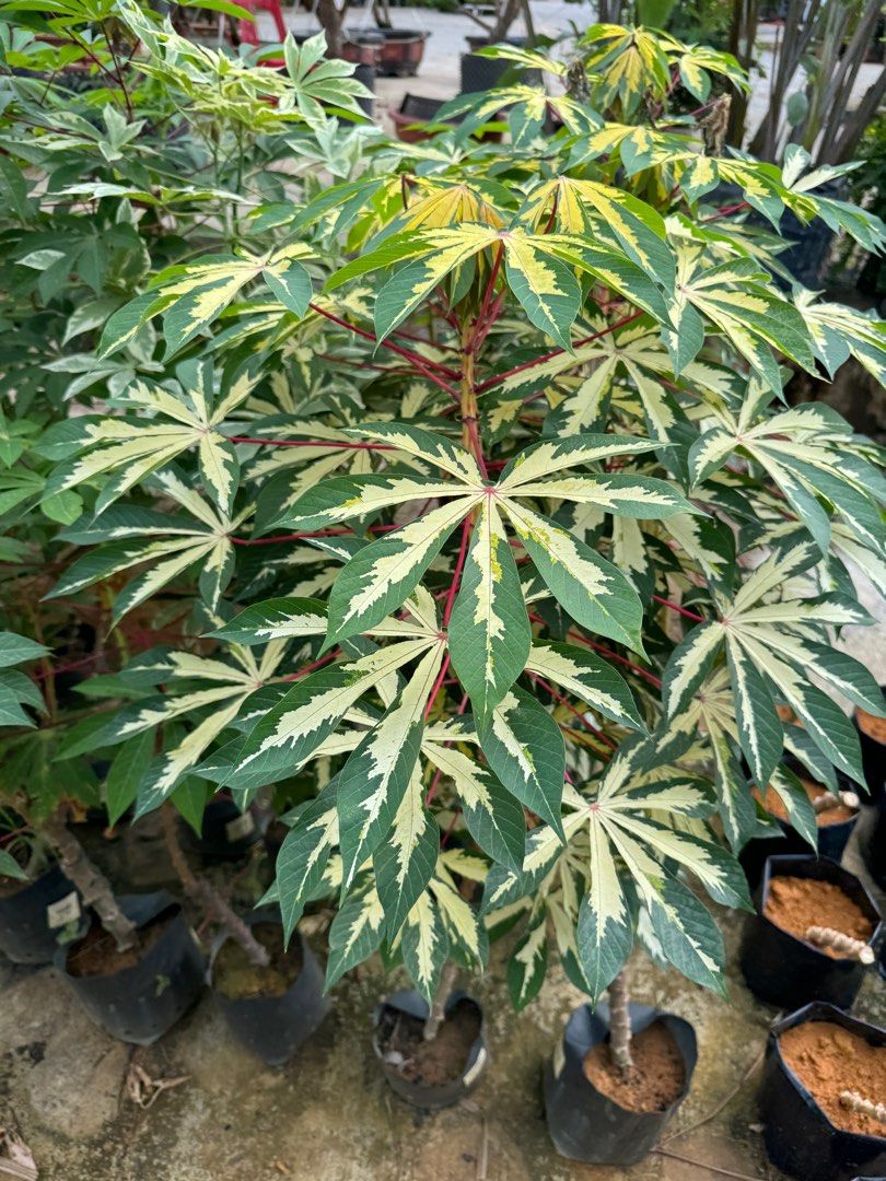 Tapioca special species yellow mix green leaf plant 1.2meter height ...