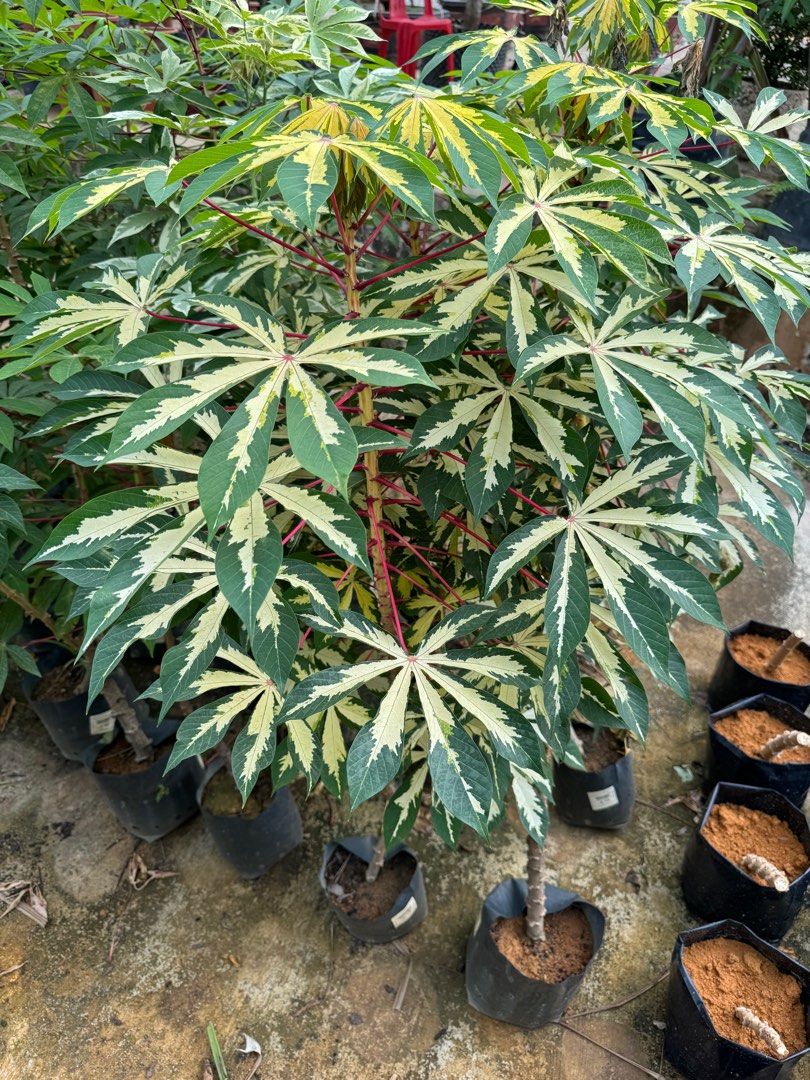 Tapioca special species yellow mix green leaf plant 1.2meter height ...