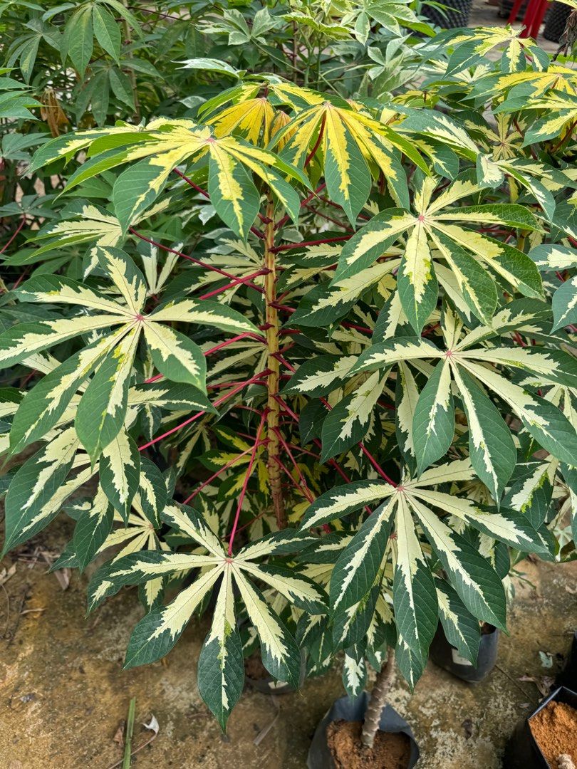 Tapioca special species yellow mix green leaf plant 1.2meter height ...