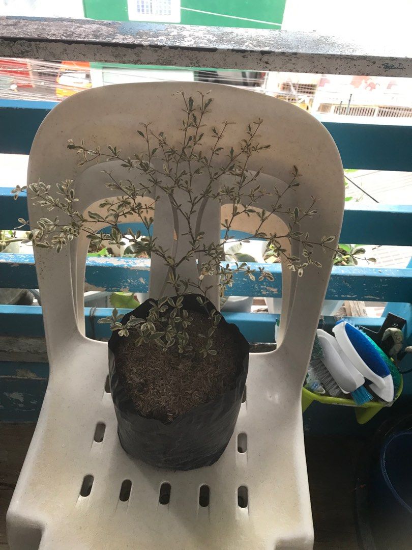 Variegated african talisay, Furniture & Home Living, Gardening, Plants ...