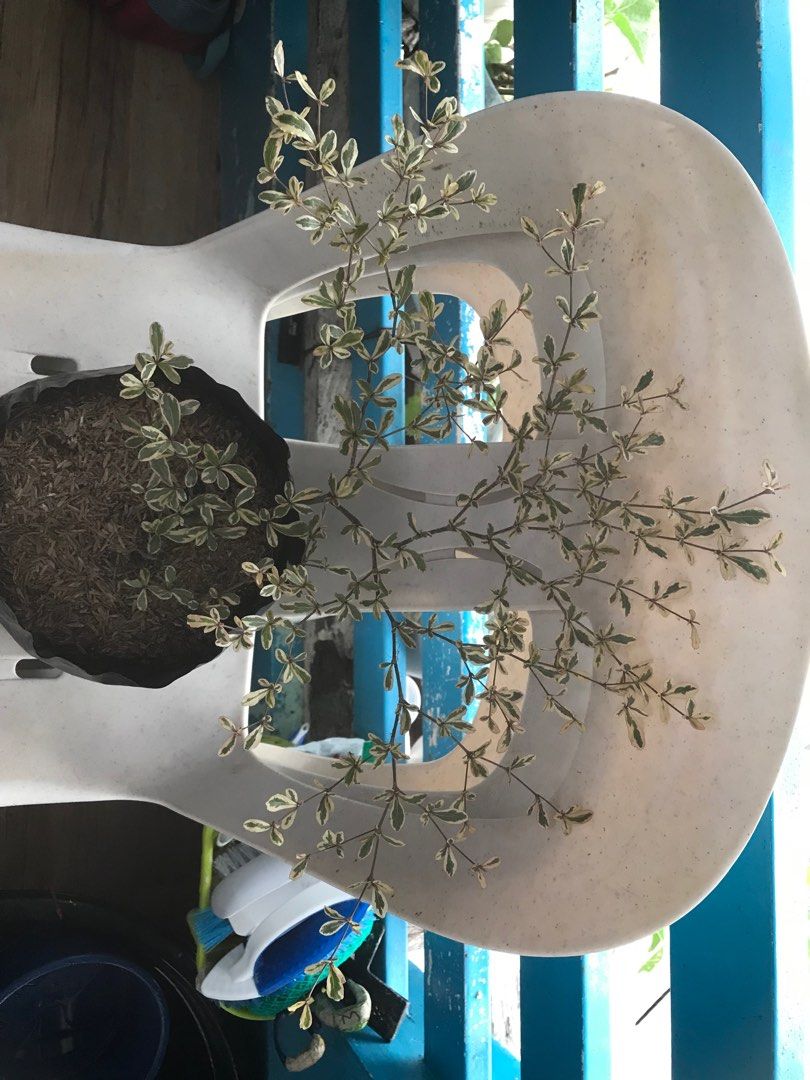 Variegated african talisay, Furniture & Home Living, Gardening, Plants ...