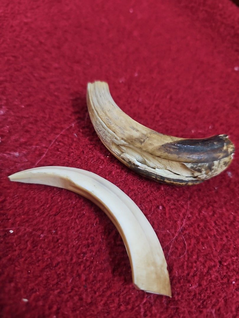 Wild boar teeth, Hobbies & Toys, Collectibles & Memorabilia, Vintage ...