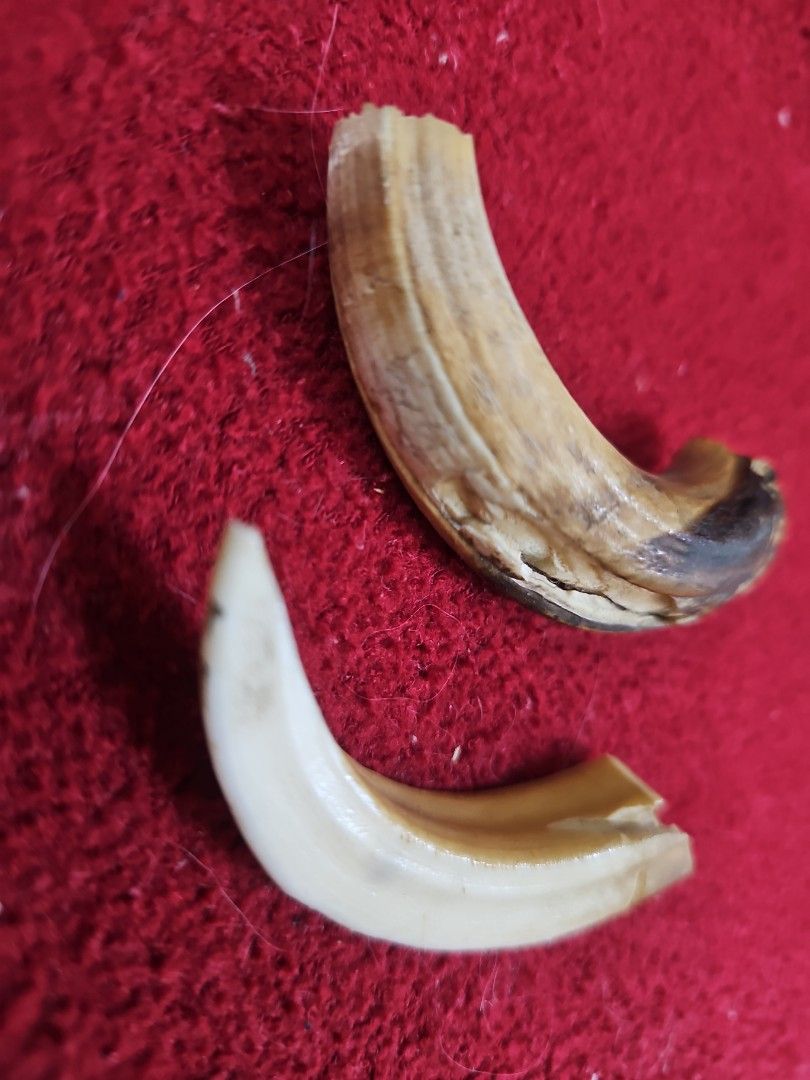Wild boar teeth, Hobbies & Toys, Collectibles & Memorabilia, Vintage ...