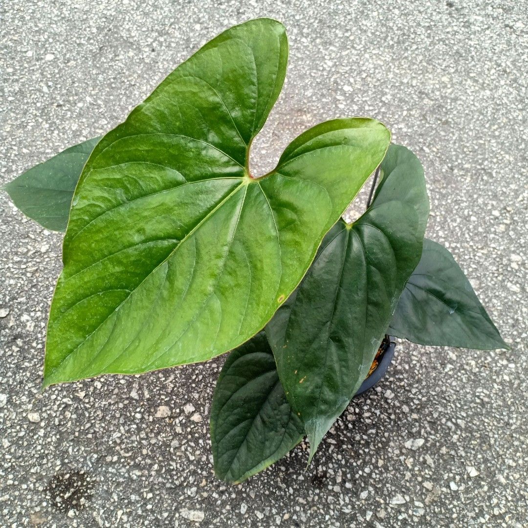 Anthurium Sp Silver Peru, Furniture & Home Living, Gardening, Plants ...