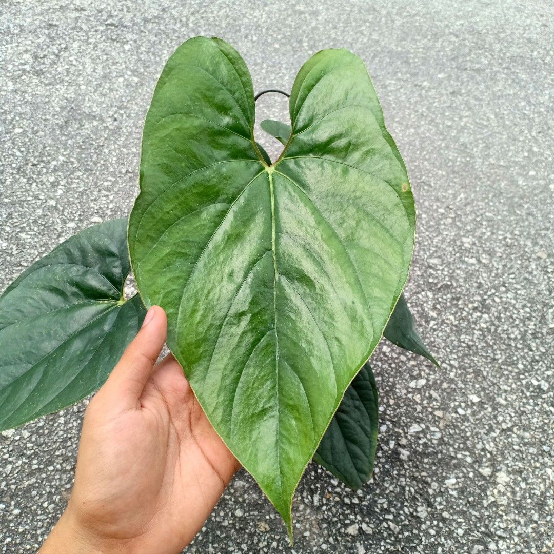 Anthurium Sp Silver Peru, Furniture & Home Living, Gardening, Plants ...