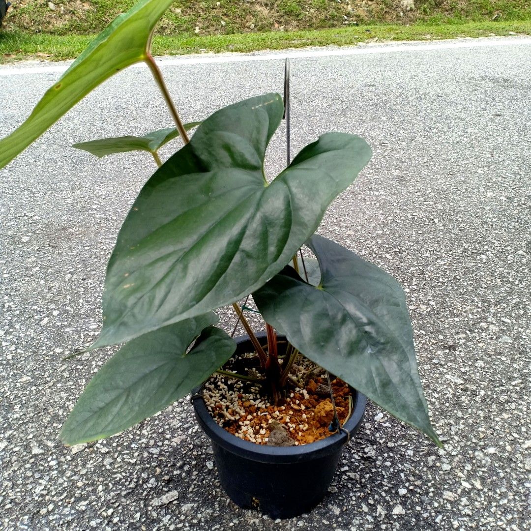 Anthurium Sp Silver Peru, Furniture & Home Living, Gardening, Plants ...