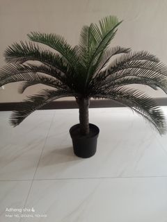 Tagbak stem plant medicinal plant stem for arthritis for sale from ...