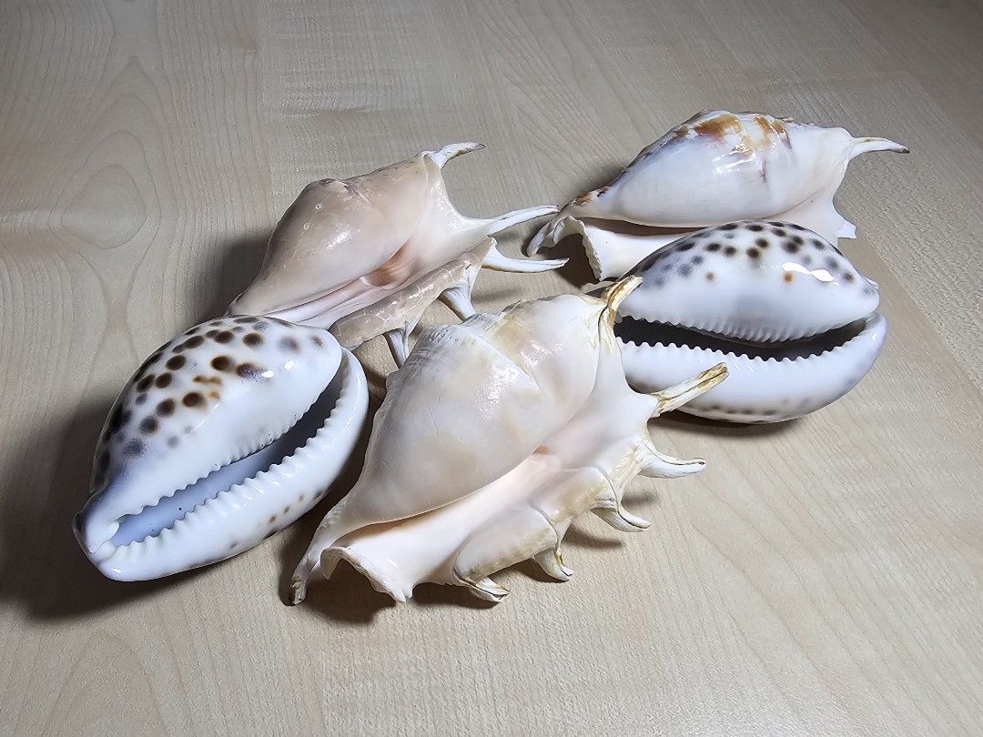 Large Seashell, Hobbies & Toys, Collectibles & Memorabilia, Vintage ...
