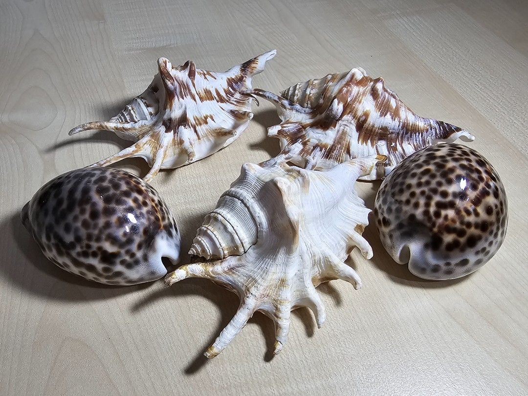 Large Seashell, Hobbies & Toys, Collectibles & Memorabilia, Vintage ...