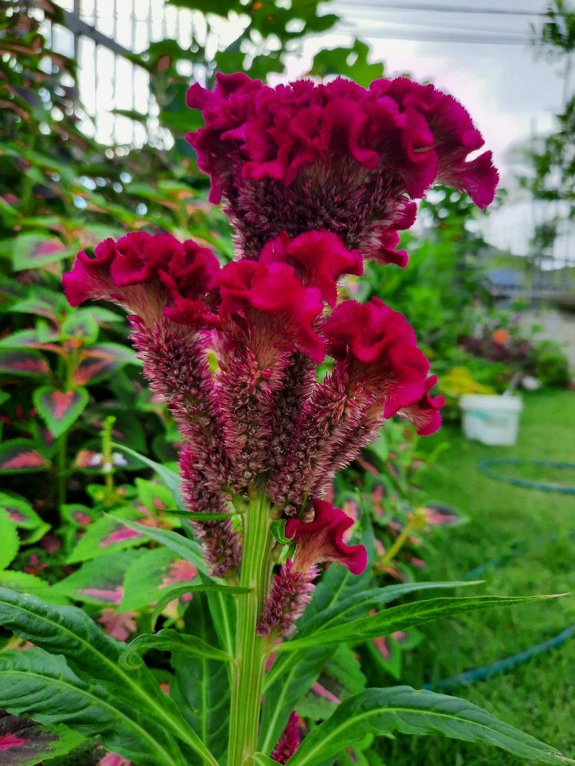 【SEED】biji benih pokok bunga balung ayam, Furniture & Home Living ...